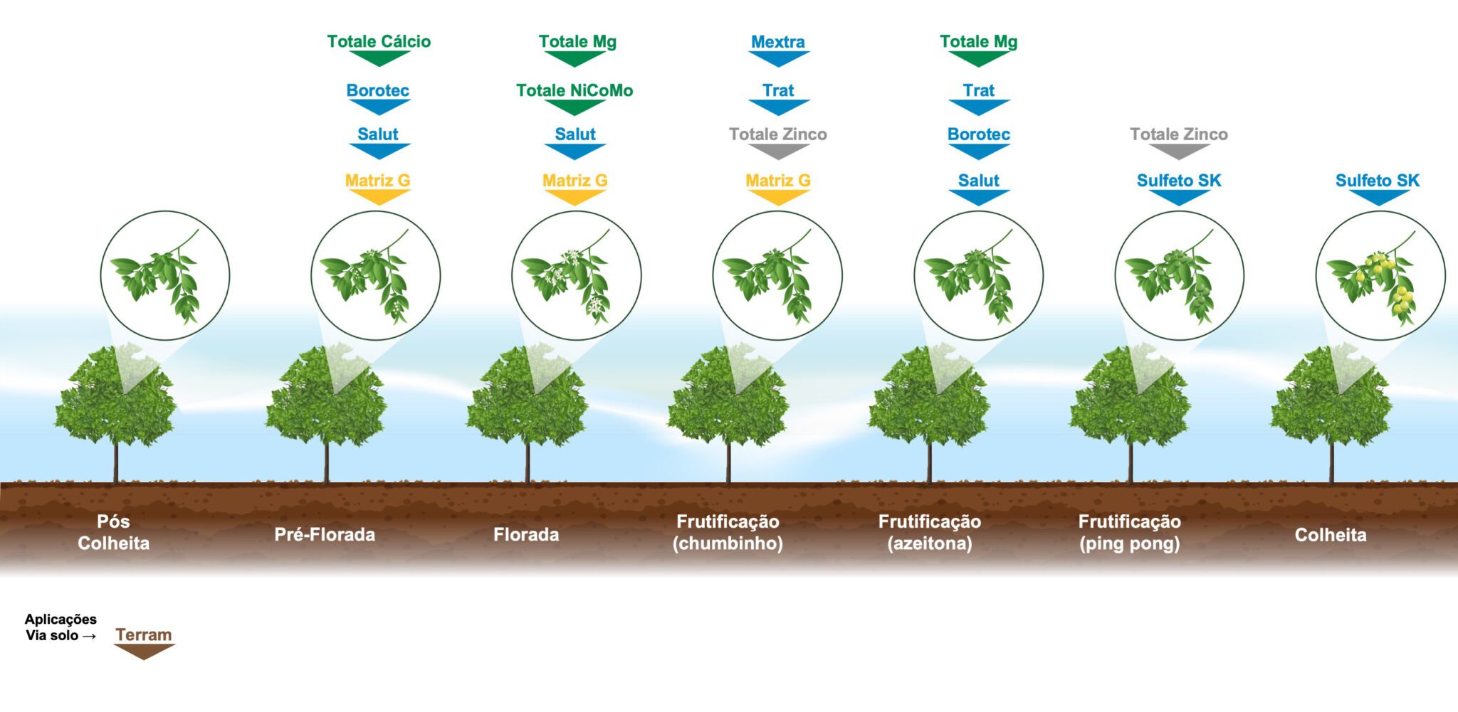 Culturas Citrus – Santa Clara Agrociência